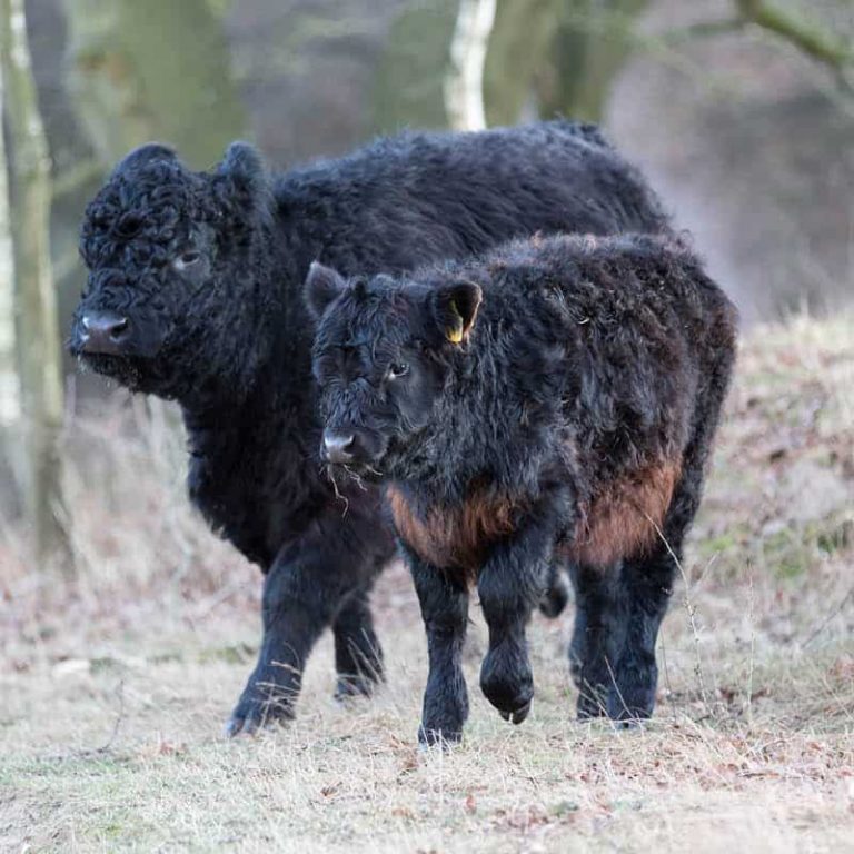 Die Rinder – Bio Galloway Hof Ybbsitz